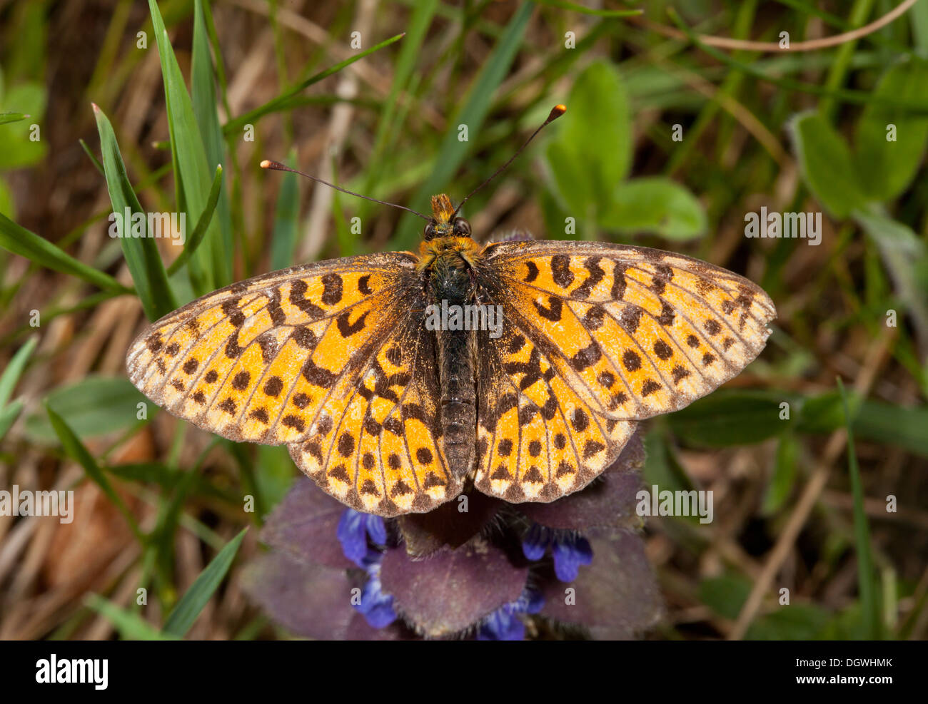Pearl-bordered fritillary, Boloria euphrosyne; butterfly in woodland ...