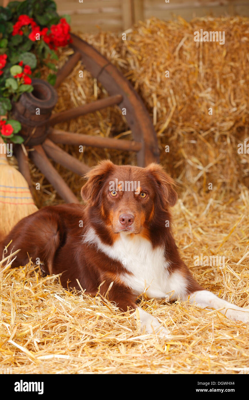 Tri color dog hi-res stock photography and images - Alamy