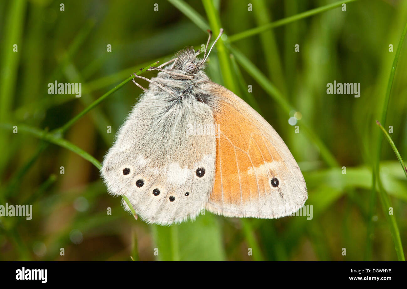 Large heath butterfly hi-res stock photography and images - Alamy
