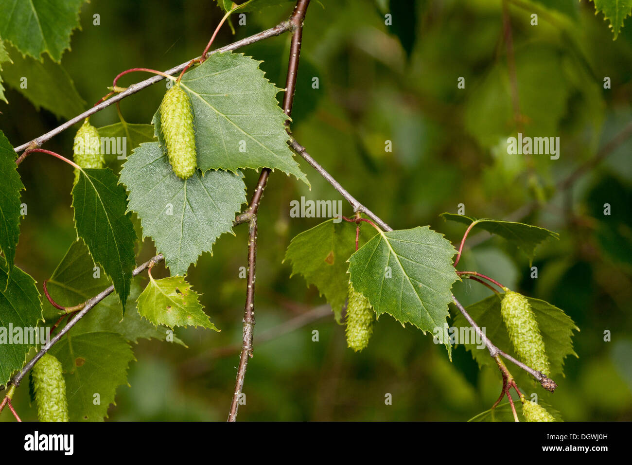 Silver birch trees in spring hi-res stock photography and images - Alamy