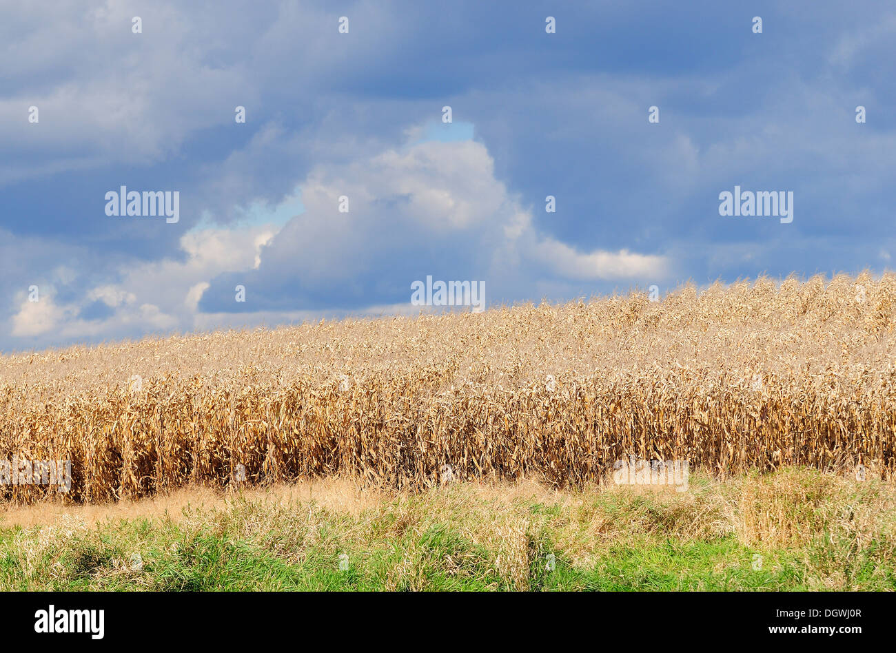 Autumn Corn Field Stock Photo - Alamy