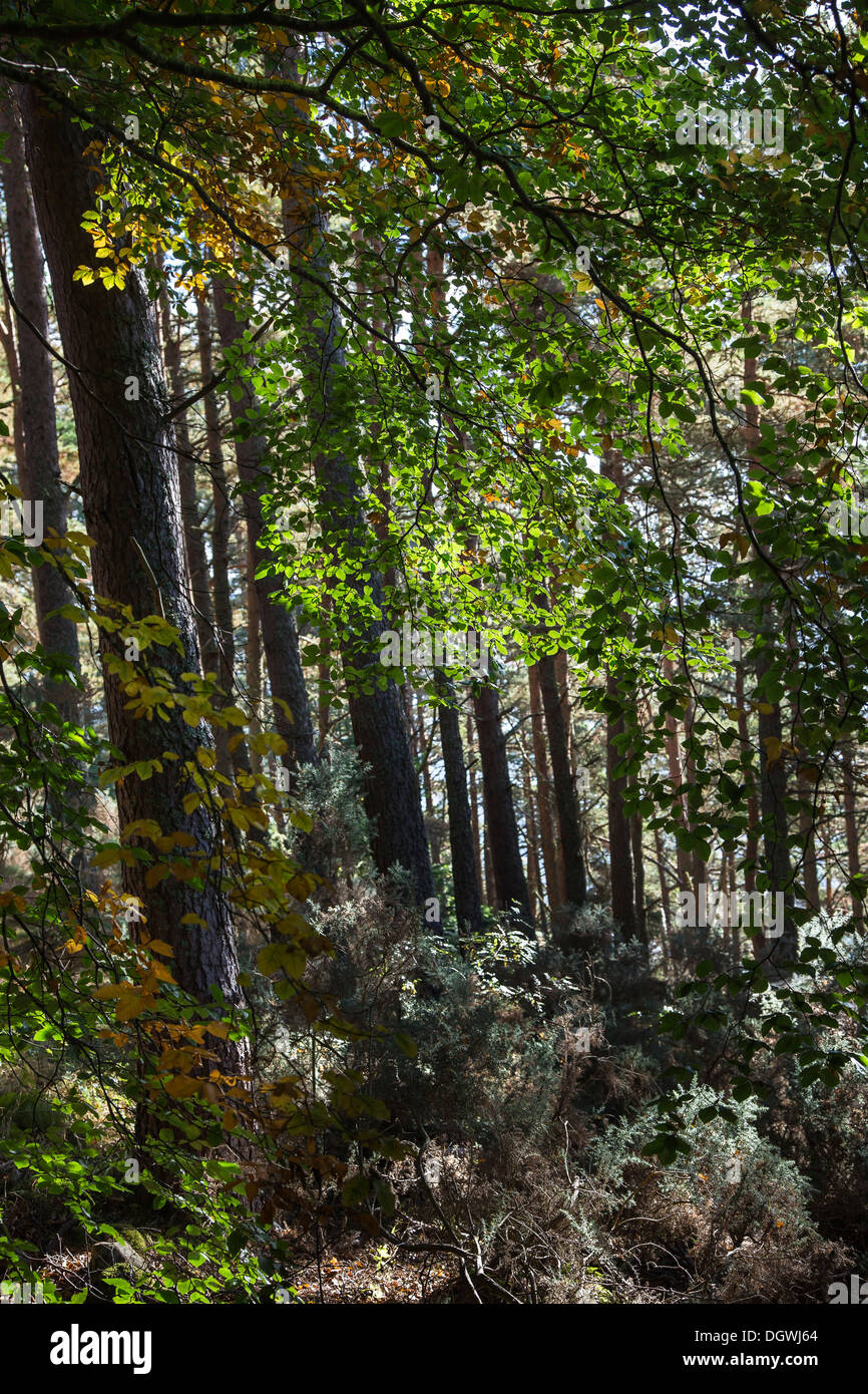 Site of Pictish Hillfort at Craig Phadrig in Inverness-shire,Scotland ...