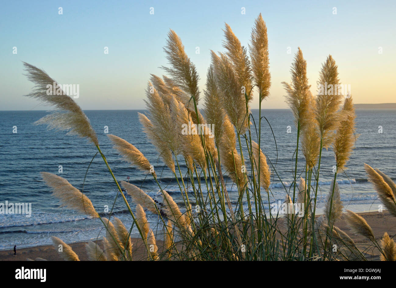 Plants blowing in the wind Stock Photo - Alamy