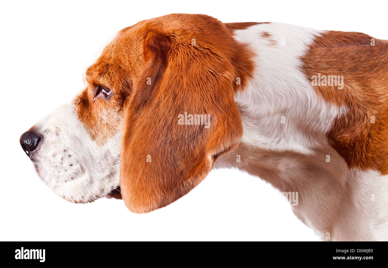 beagle head isolated on white background Stock Photo - Alamy