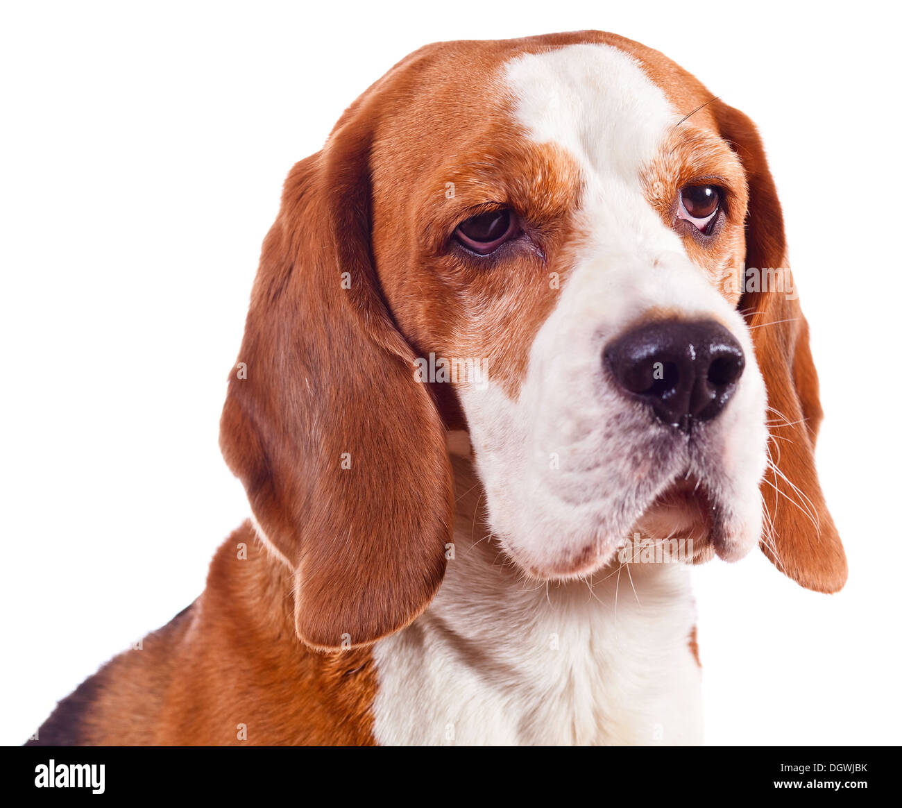 beagle head isolated on white background Stock Photo - Alamy