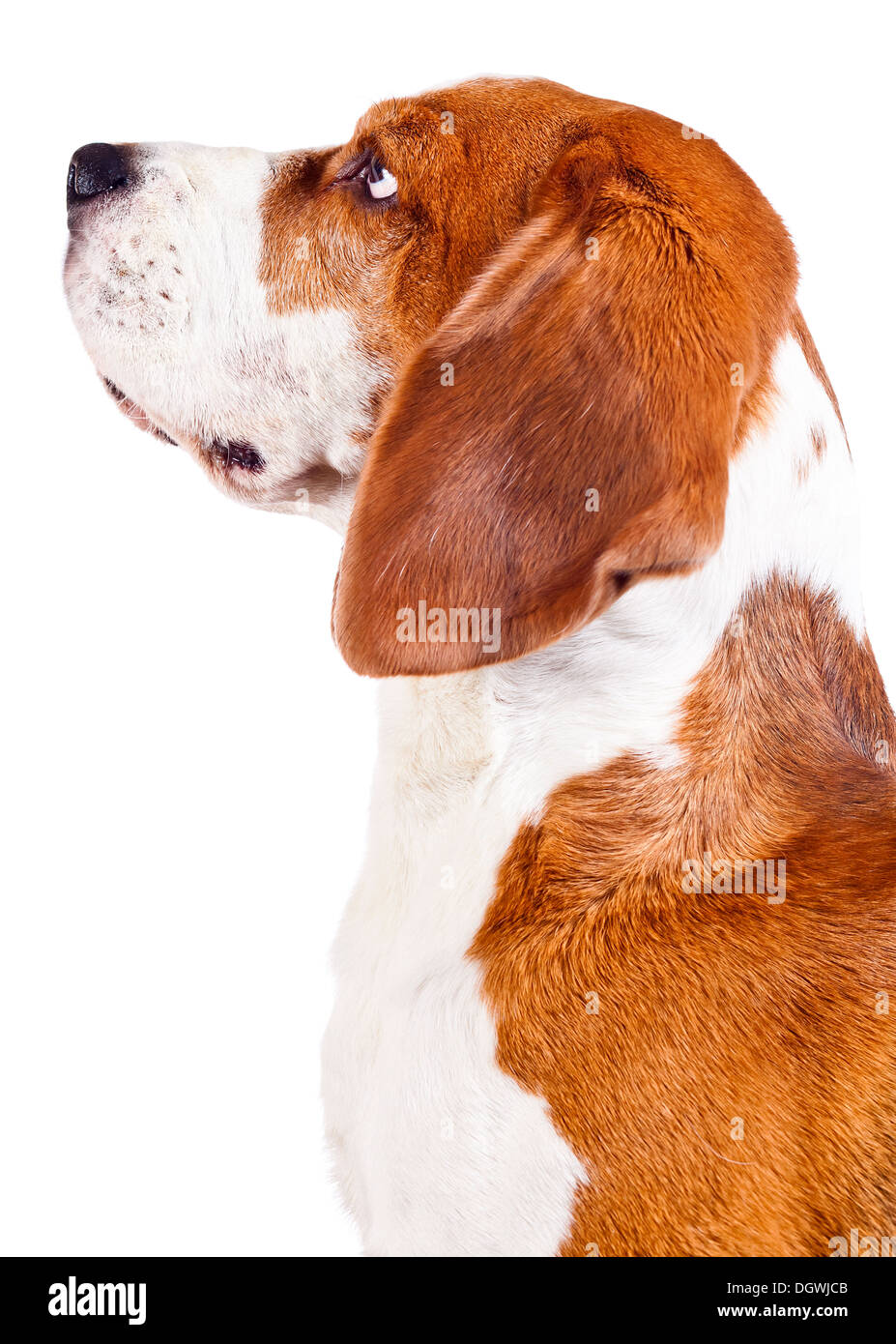 beagle head isolated on white background Stock Photo - Alamy