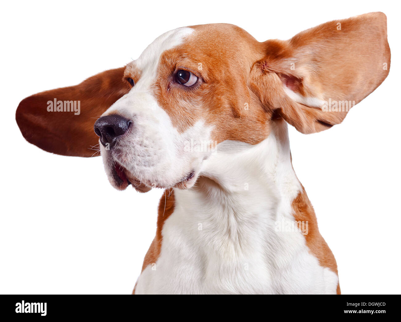 beagle head isolated on white background Stock Photo - Alamy