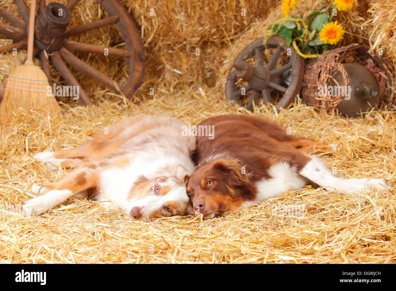 Australian Shepherd, male dogs, red-tri and red-merle |Australian ...