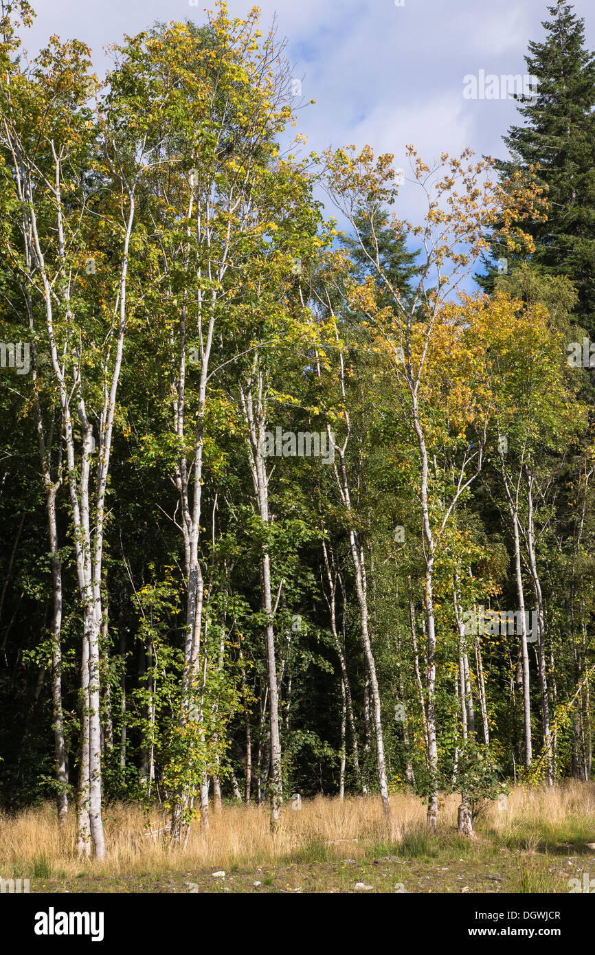 Silver birch trees scotland hi-res stock photography and images - Alamy