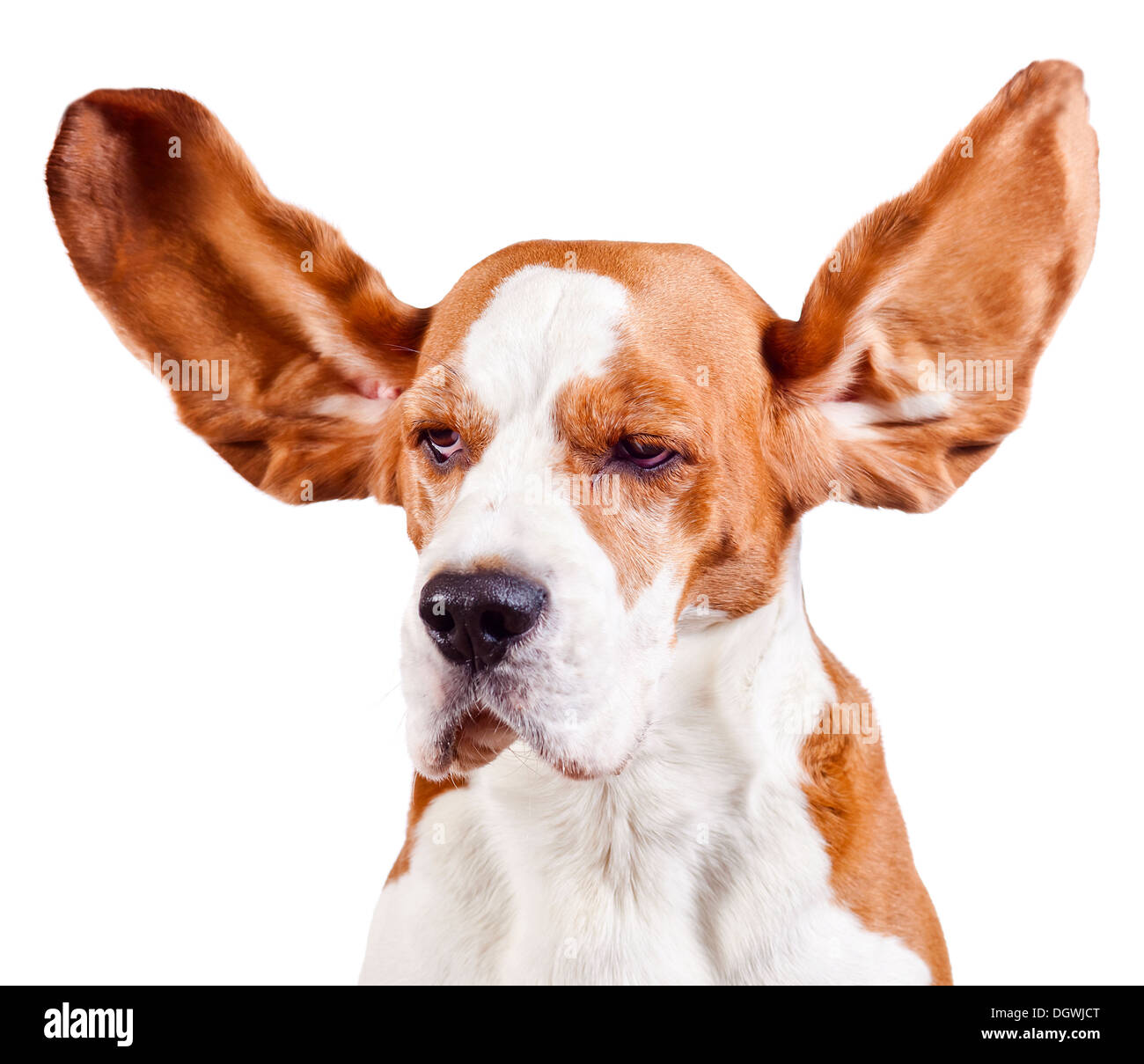 beagle head isolated on white background Stock Photo - Alamy