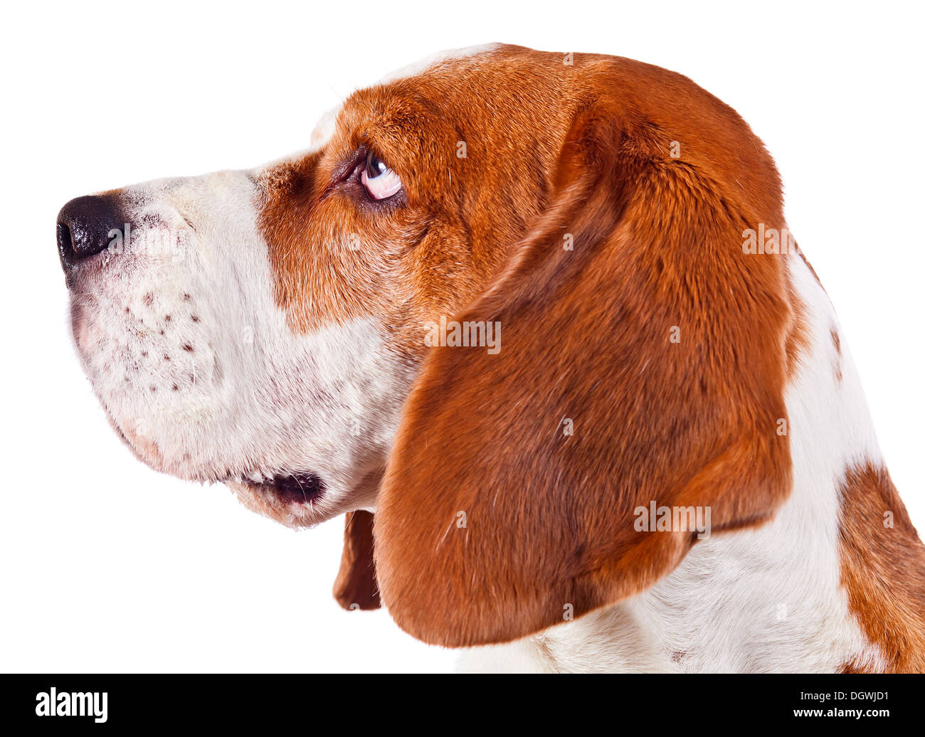 beagle head isolated on white background Stock Photo - Alamy