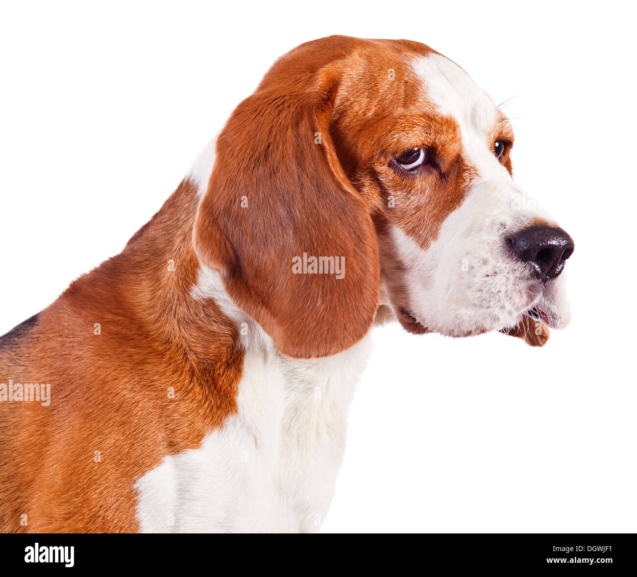 beagle head isolated on white background Stock Photo - Alamy