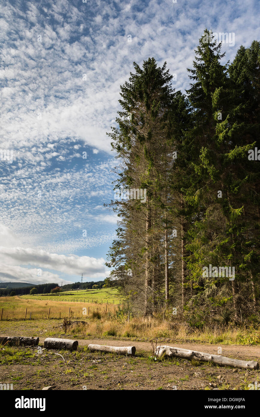 Scotland spruce forest hi-res stock photography and images - Alamy