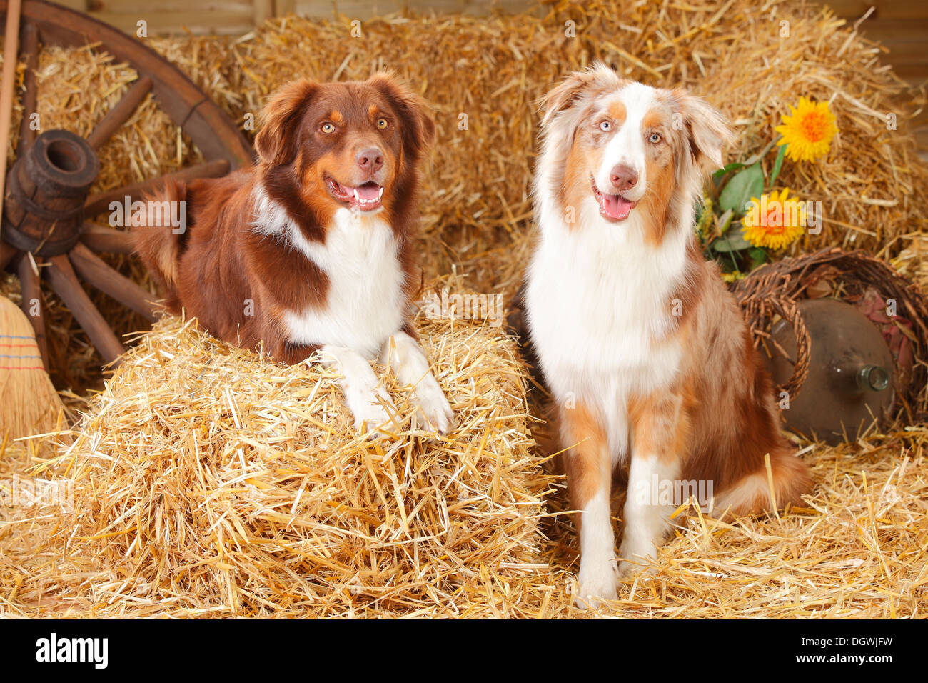 Australian Shepherd, male dogs, red-tri and red-merle |Australian ...