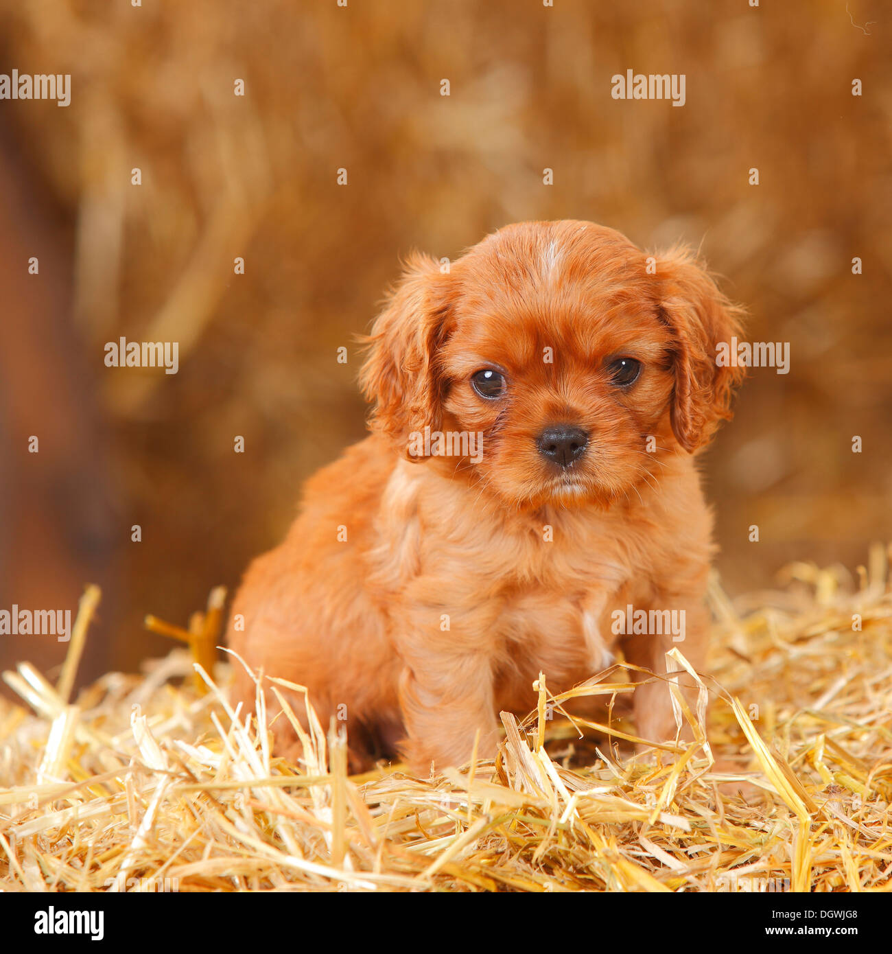 Cavalier King Charles Spaniel, puppy, 6 weeks, ruby |Cavalier King ...