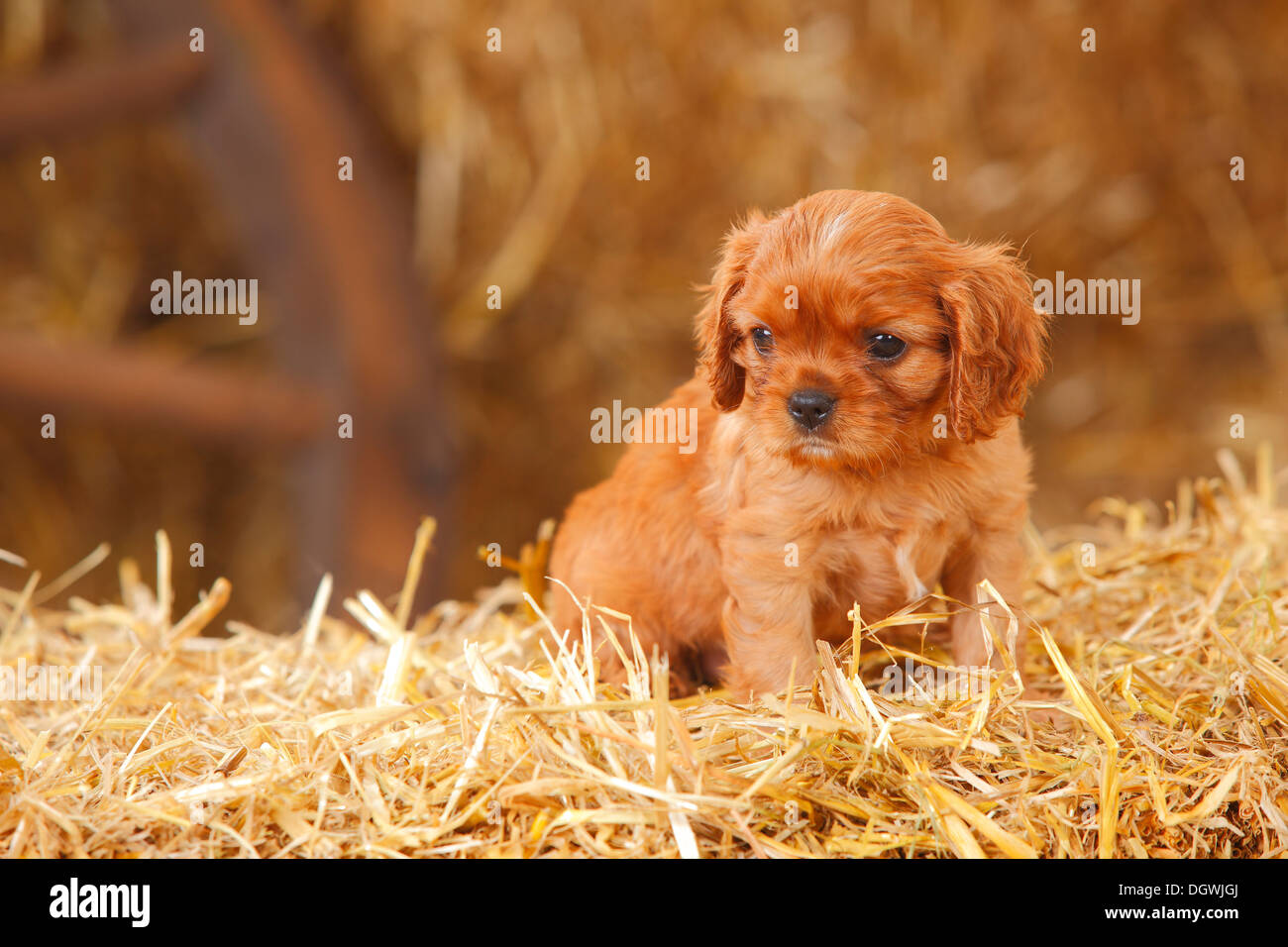 Cavalier King Charles Spaniel, puppy, 6 weeks, ruby |Cavalier King ...