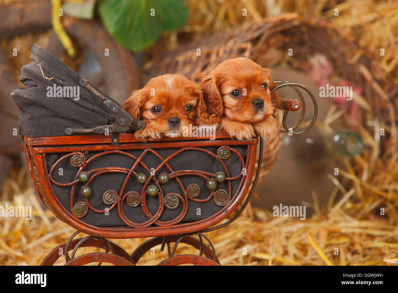 Cavalier King Charles Spaniel, puppies, 6 weeks, ruby / doll carriage ...