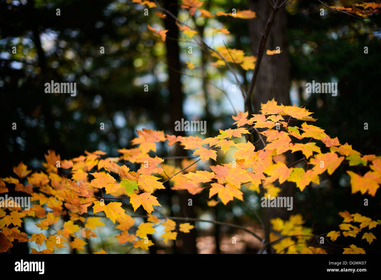 Fall colors in upstate new york hi-res stock photography and images - Alamy