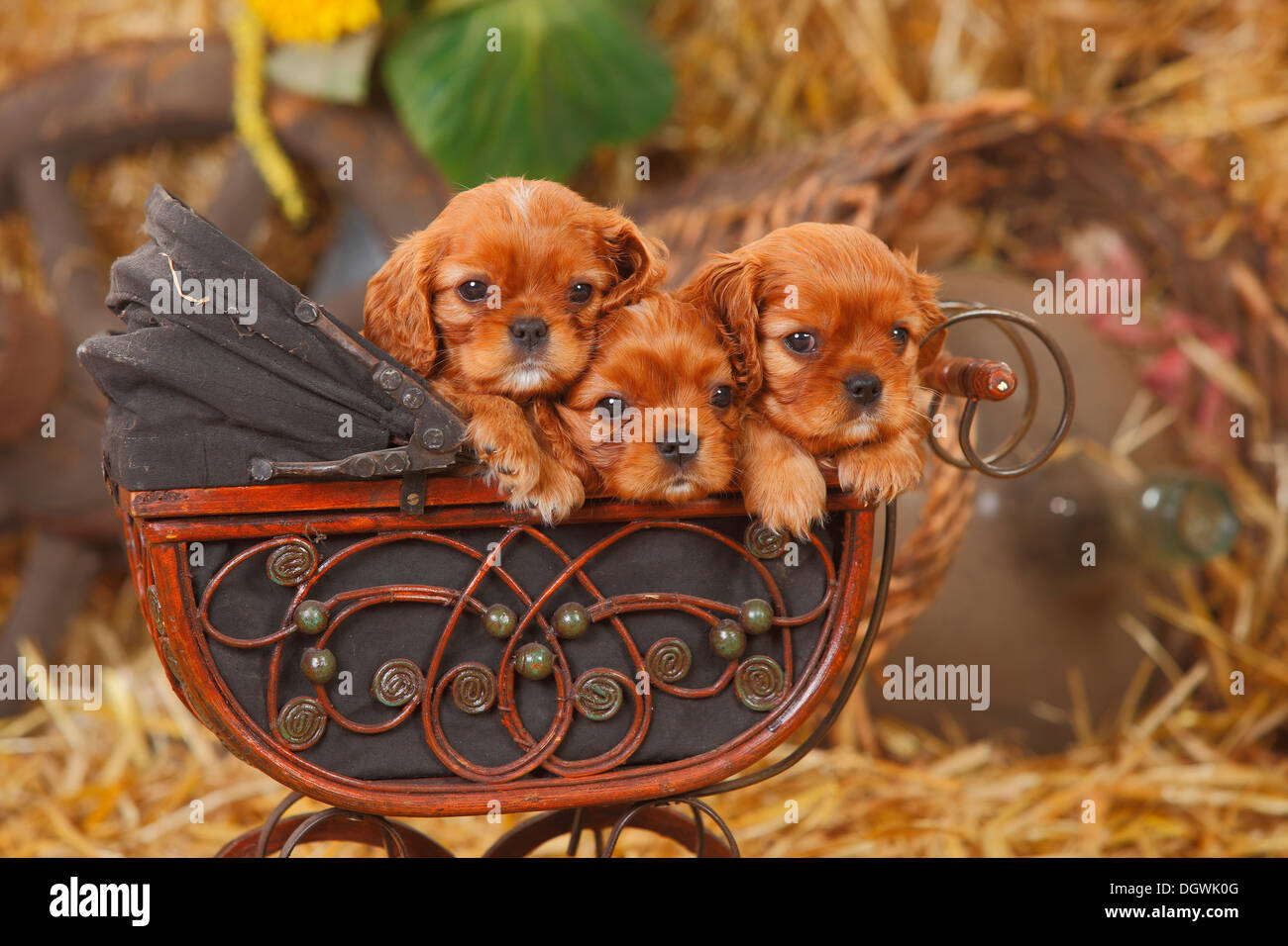 Cavalier King Charles Spaniel, puppies, 6 weeks, ruby / doll carriage ...