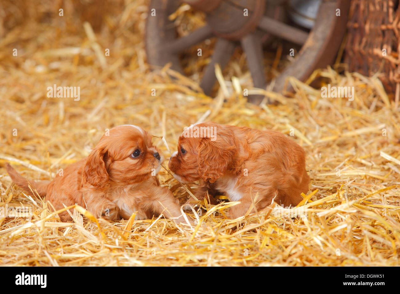 Cavalier King Charles Spaniel, puppies, 6 weeks, ruby |Cavalier King ...