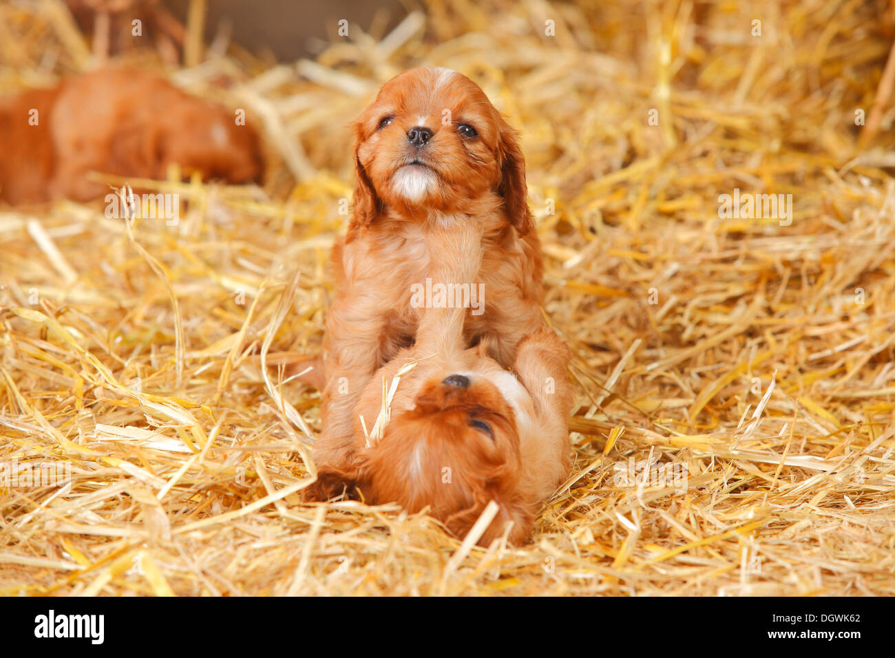 Cavalier King Charles Spaniel, puppies, 6 weeks, ruby |Cavalier King ...