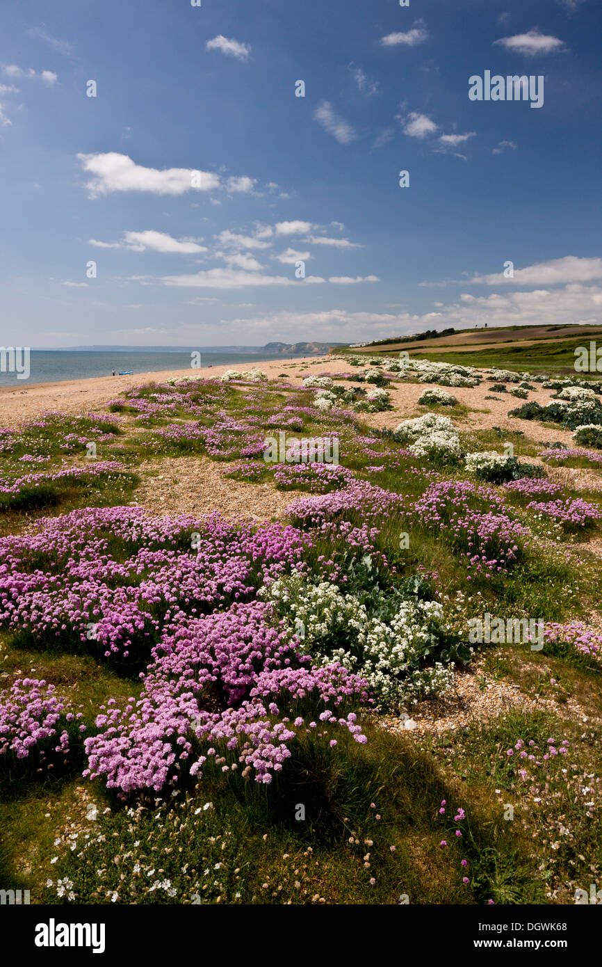 Wildflowers in shingle hi-res stock photography and images - Alamy