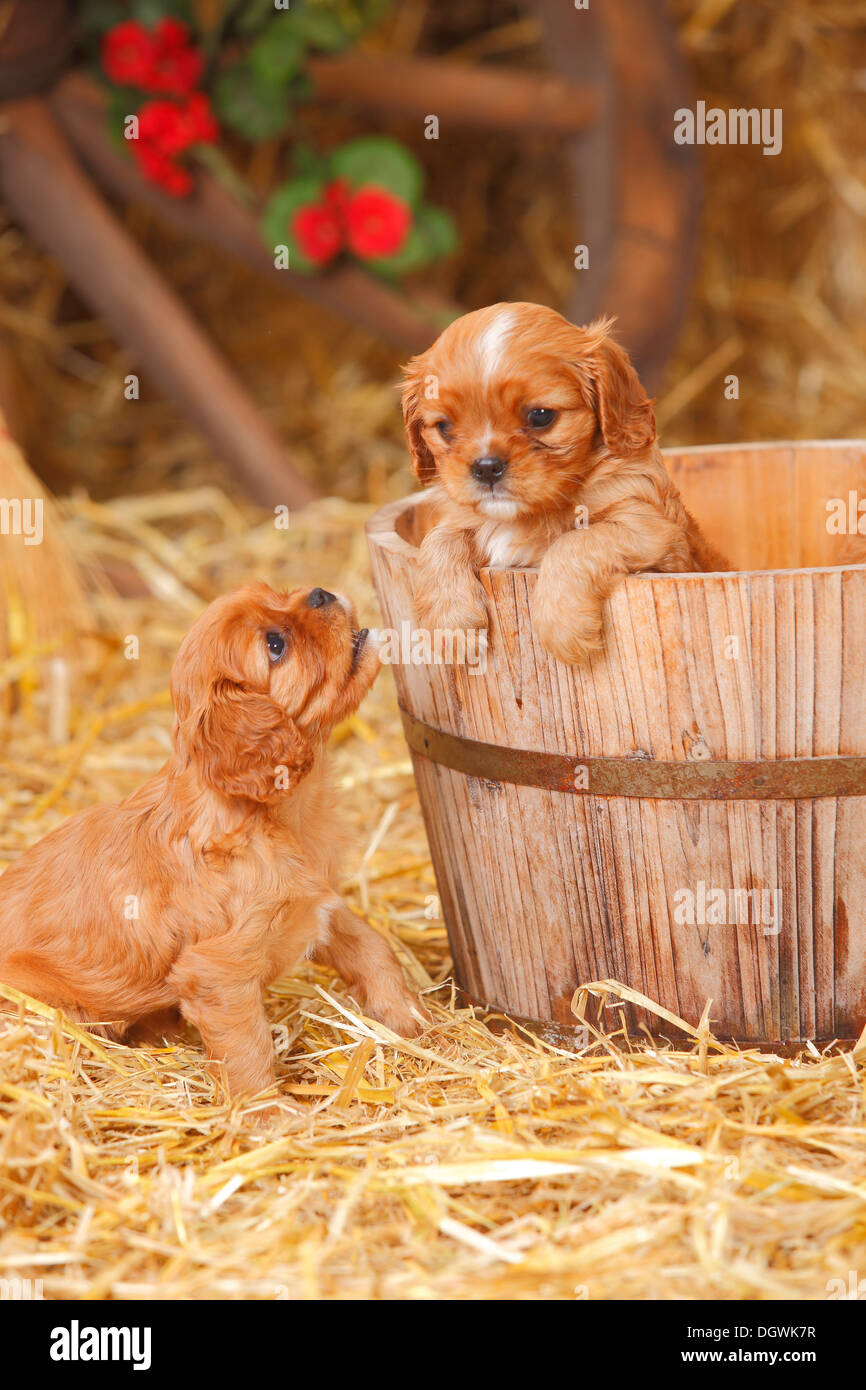 Cavalier King Charles Spaniel, puppies, 6 weeks, ruby |Cavalier King ...