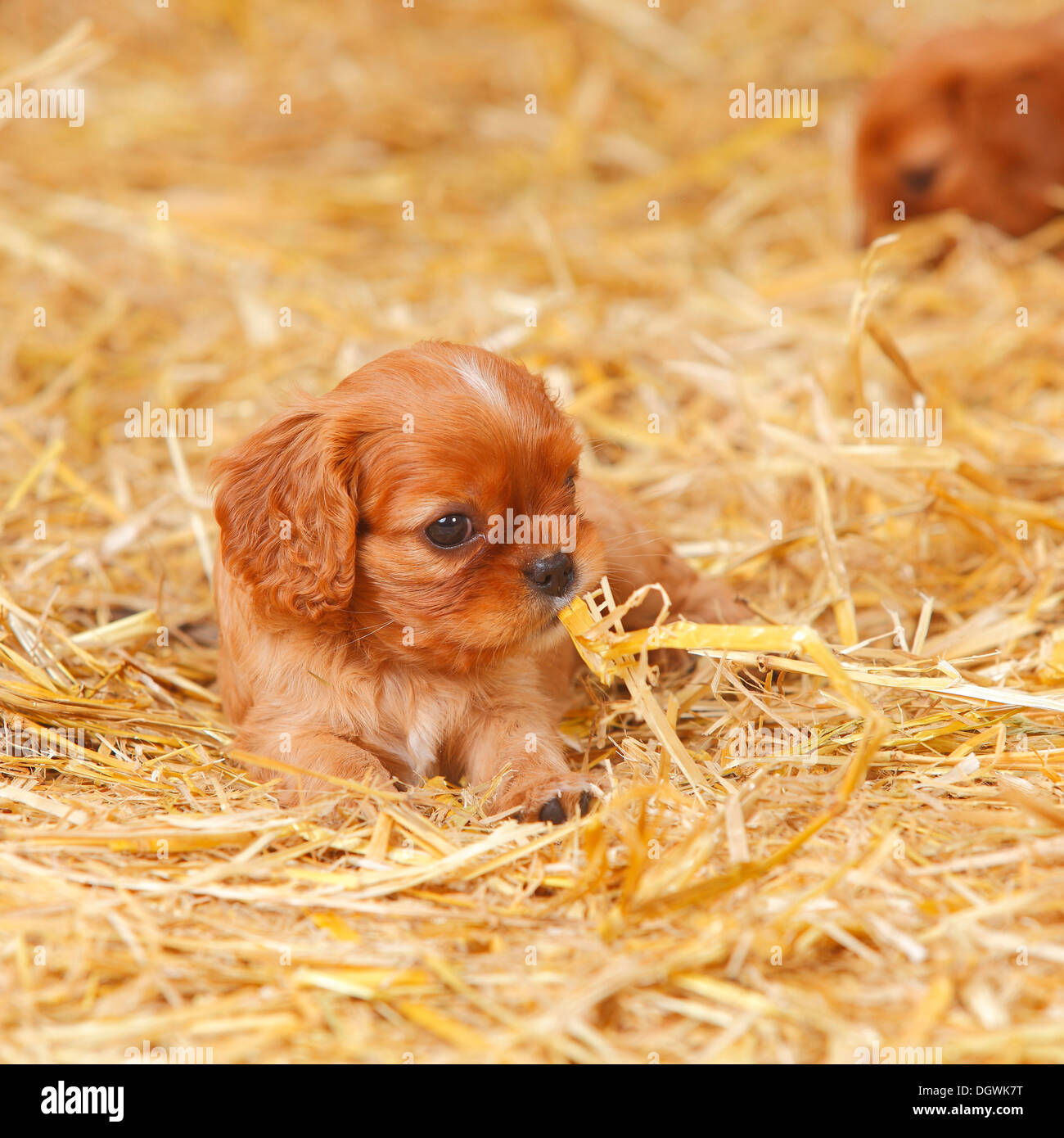 Cavalier King Charles Spaniel, puppy, 6 weeks, ruby |Cavalier King Charles Spaniel, ruby, Welpe ...