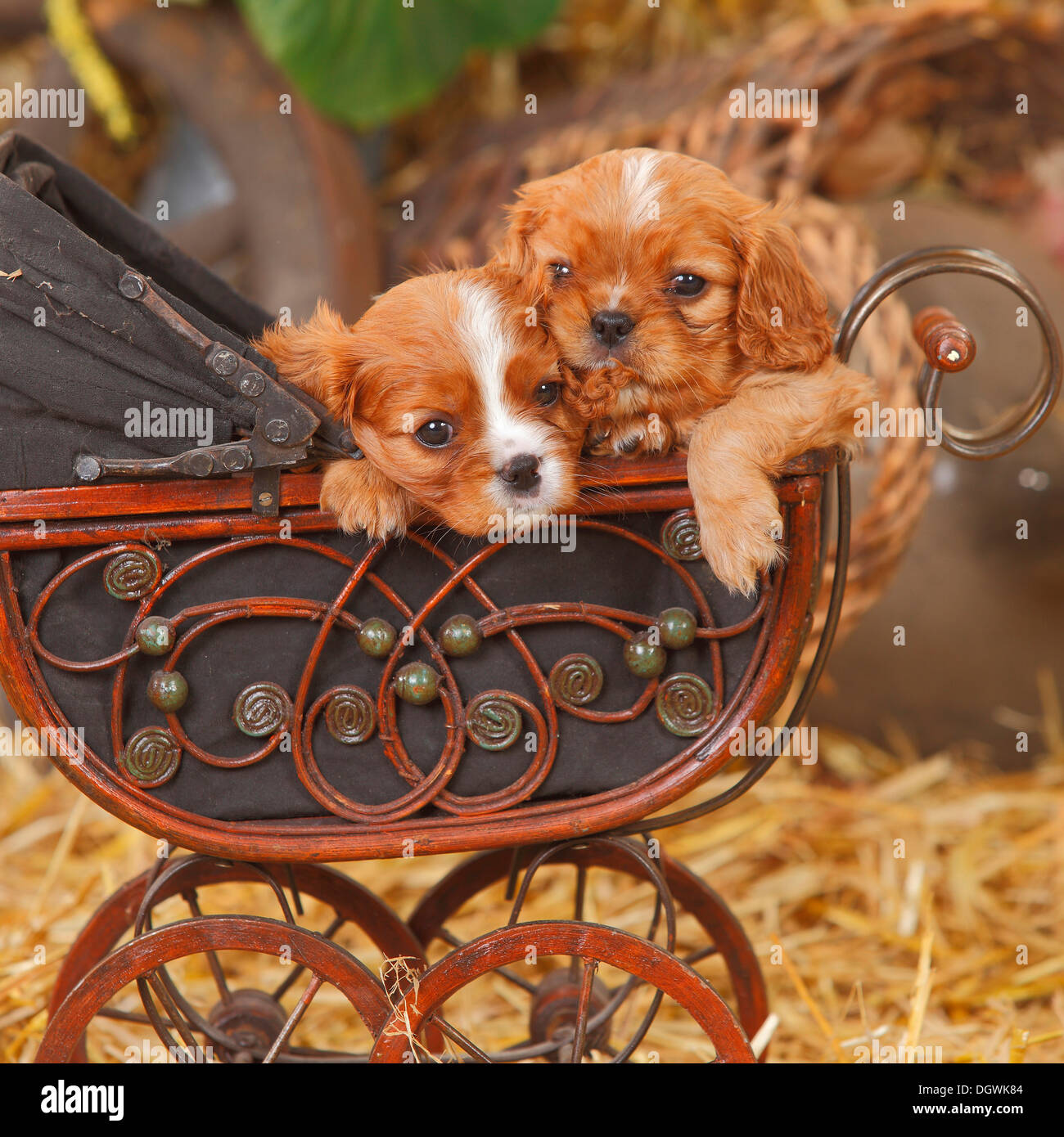 Cavalier King Charles Spaniel, puppies, 6 weeks, ruby / doll carriage ...