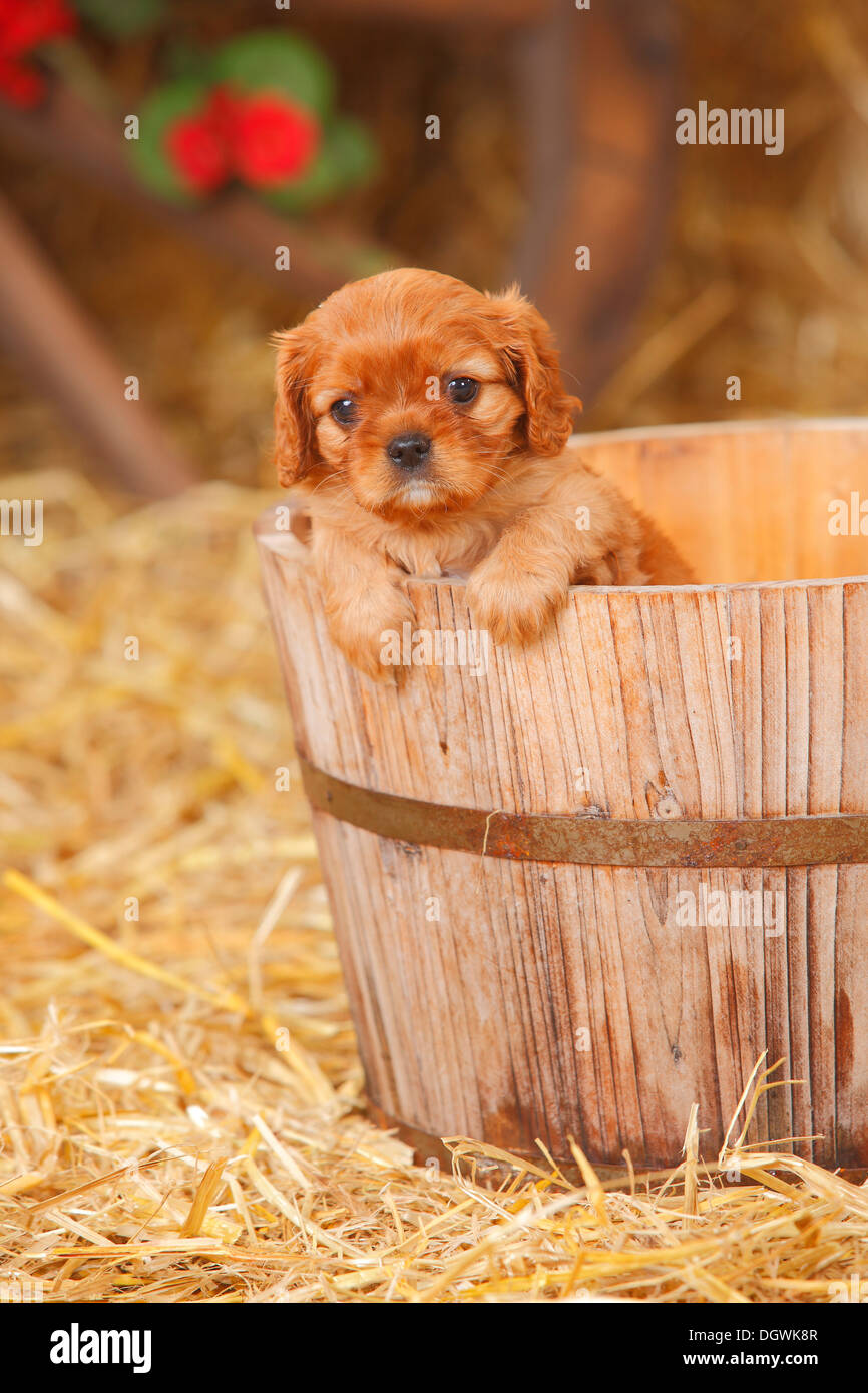 Cavalier King Charles Spaniel, puppy, 6 weeks, ruby |Cavalier King ...