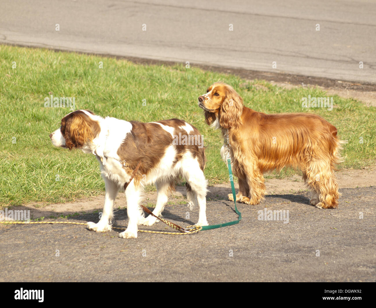 dogs outside on a driveway Stock Photo - Alamy
