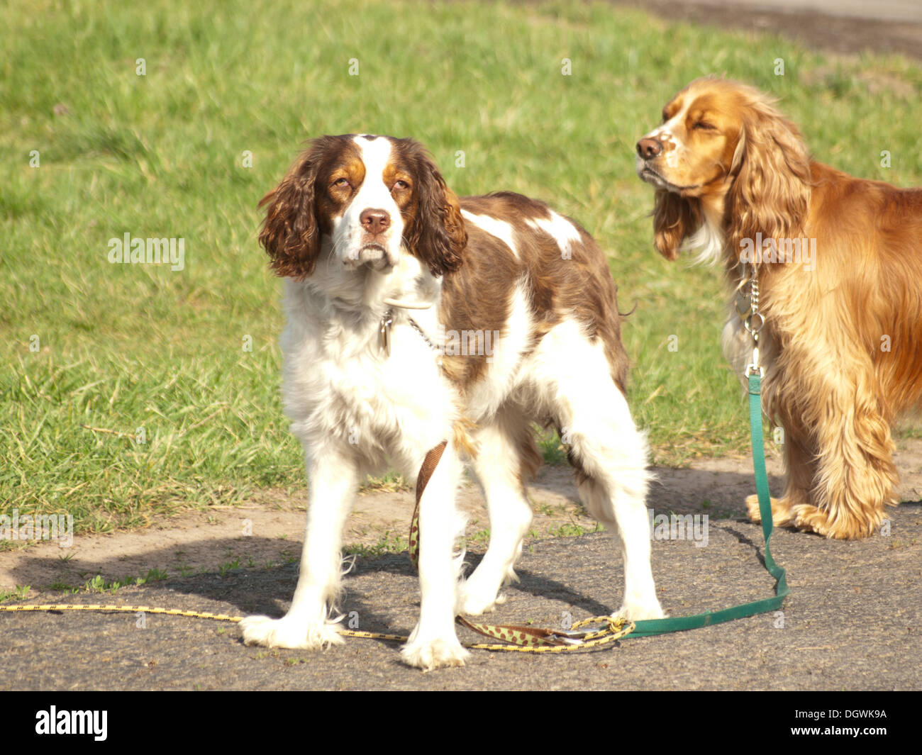 dogs outside on a driveway Stock Photo - Alamy