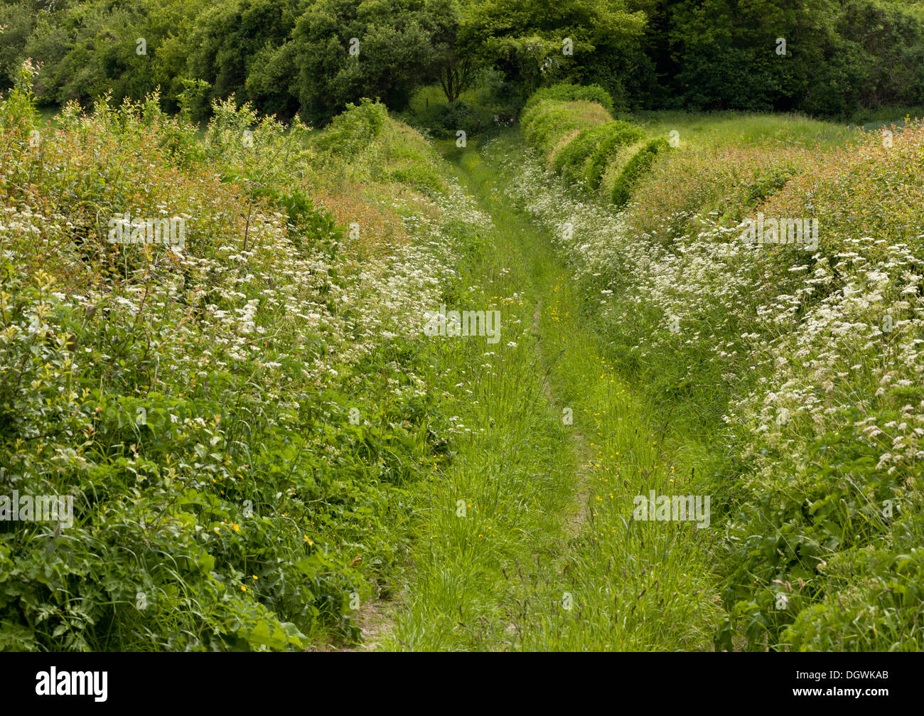 Track and hedges hi-res stock photography and images - Alamy