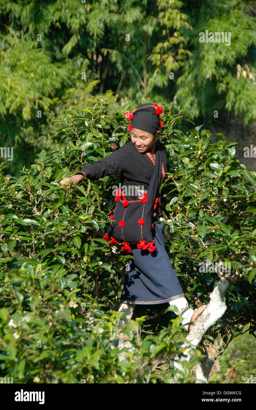 Tea picker, young woman of the Phounoy ethnic group climbing in a tree ...