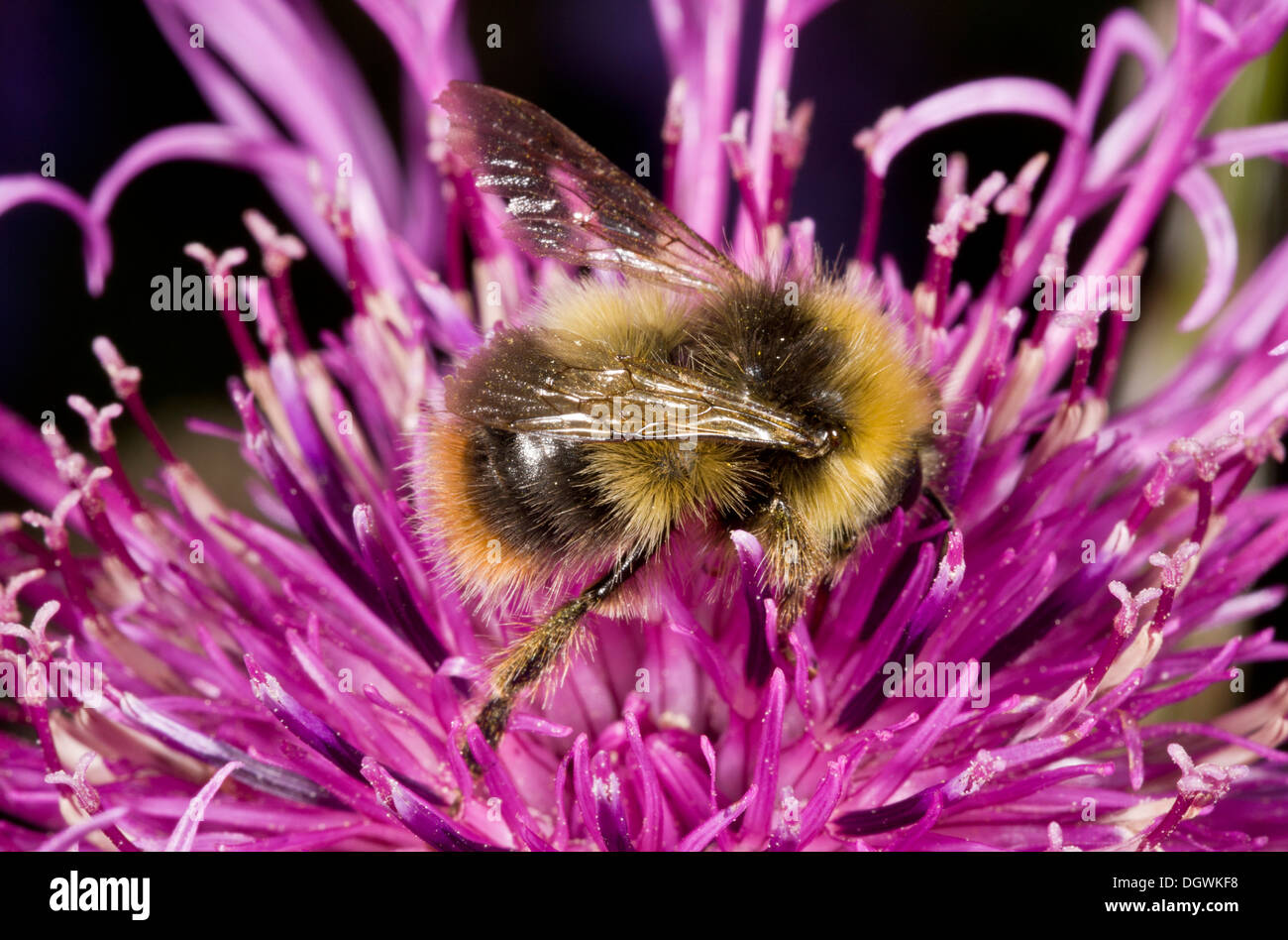 Male red tailed bumblebee hi-res stock photography and images - Alamy