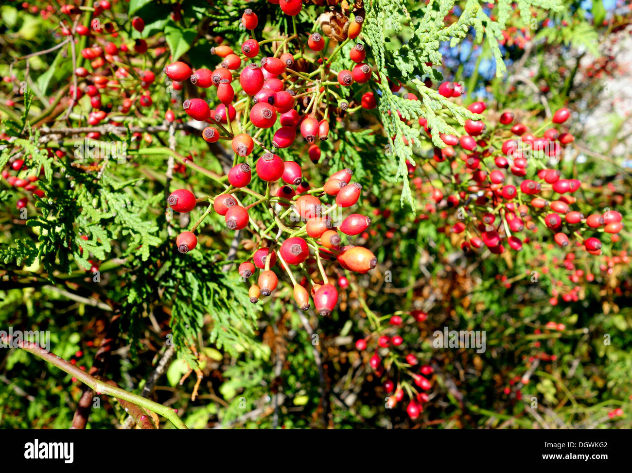 Wild berries in October in Ontario, Canada Stock Photo - Alamy