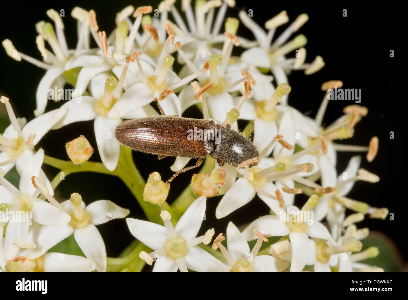 Pollen beetle hi-res stock photography and images - Alamy