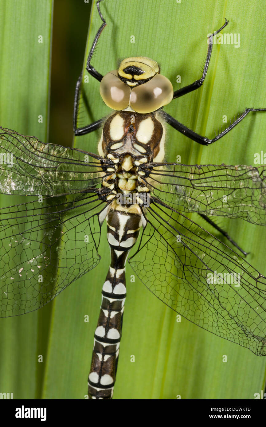 Blue Hawker or Southern Hawker, Aeshna cyanea - immature female ...