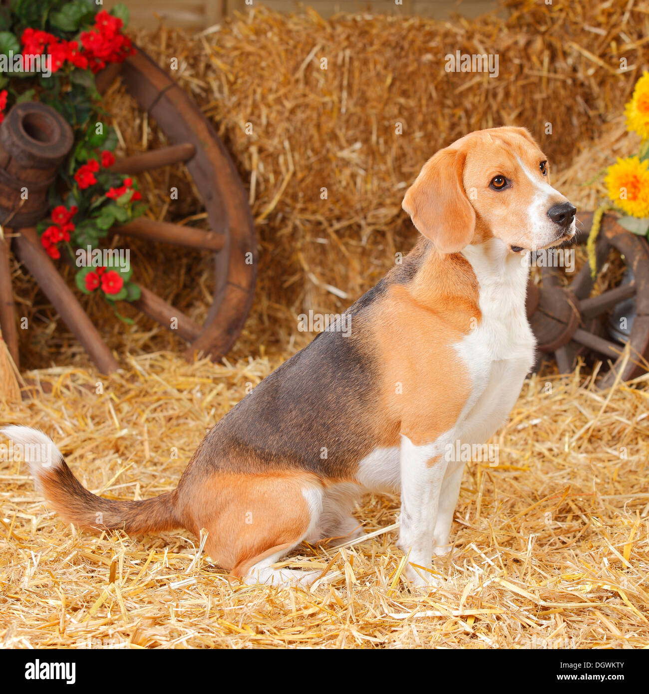 Beagle |Beagle, Ruede Stock Photo - Alamy