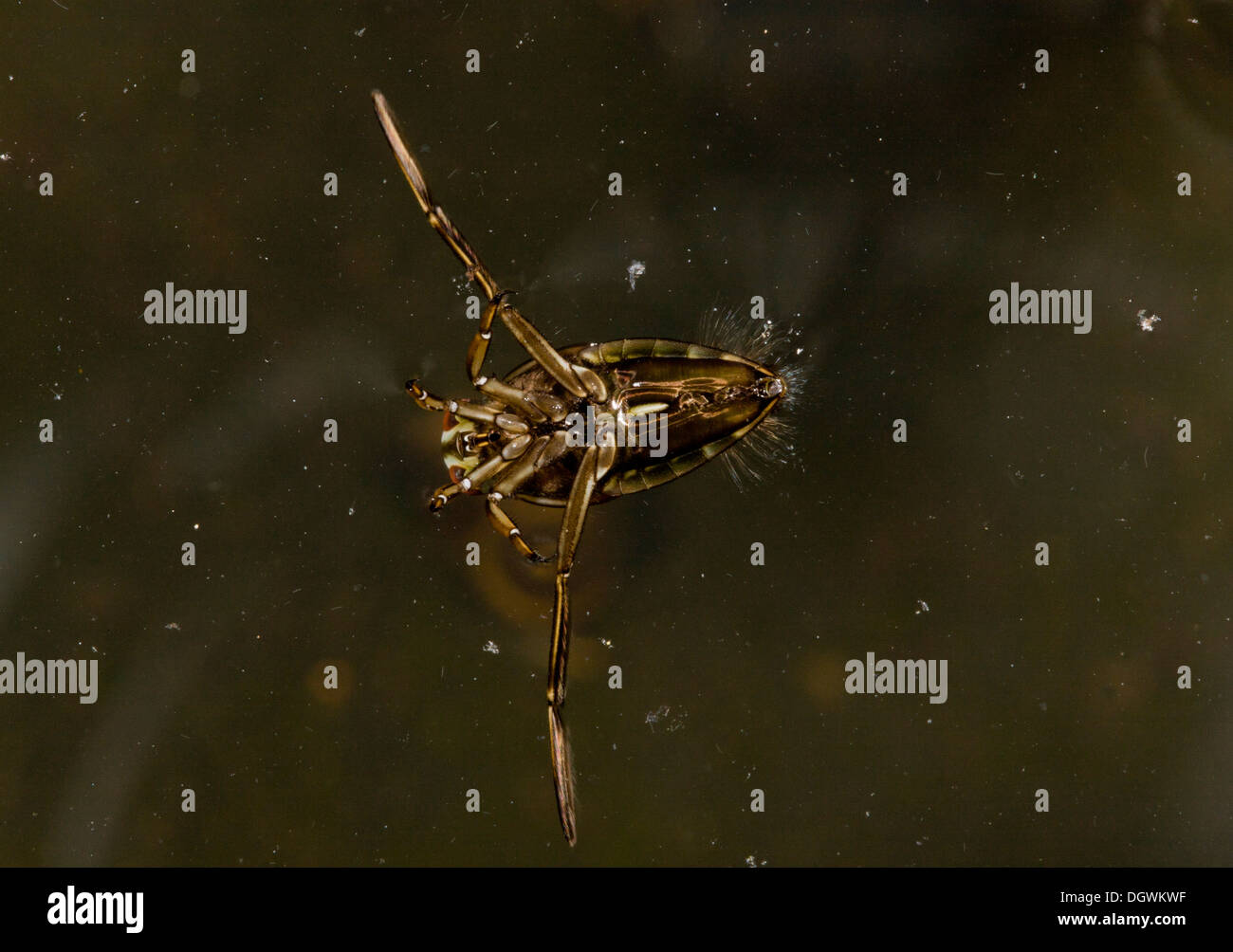 Common Backswimmer, Notonecta glauca swimming upside-down at pond ...