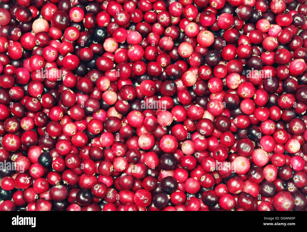 Fresh forest cranberries background texture Stock Photo - Alamy