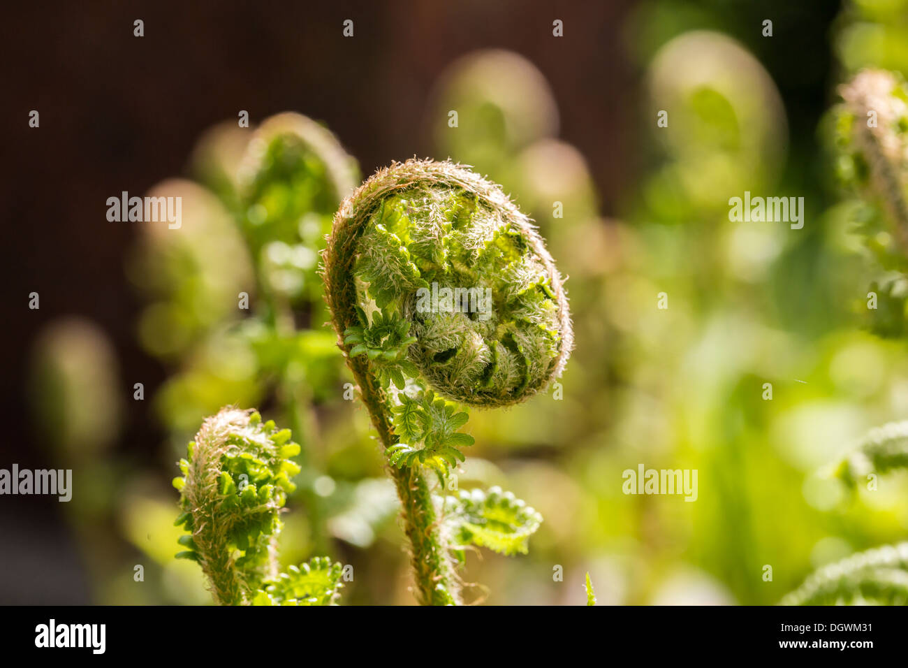 closeup of a fern unrolling Stock Photo - Alamy