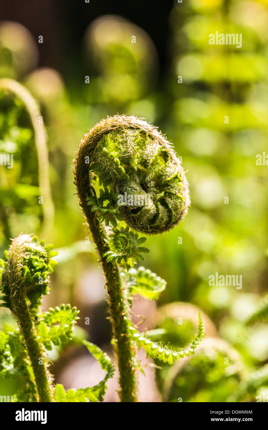 closeup of a fern unrolling Stock Photo - Alamy
