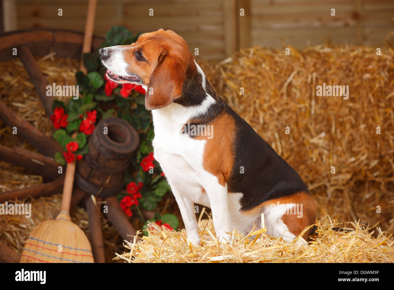 Beagle |Beagle, Ruede Stock Photo - Alamy