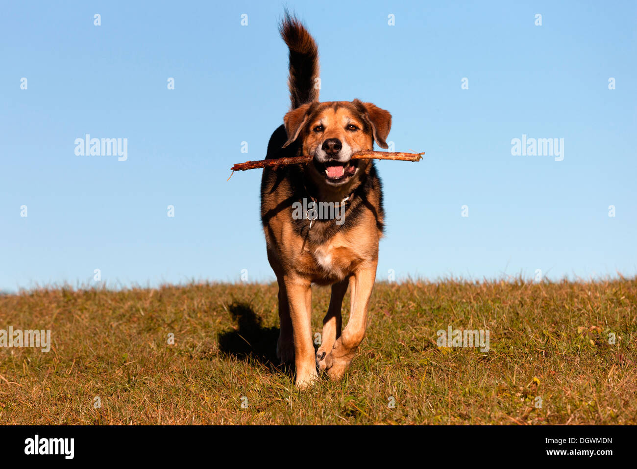 Mongrel, crossbreed of German Shepherd and Bernese Mountain Dog ...