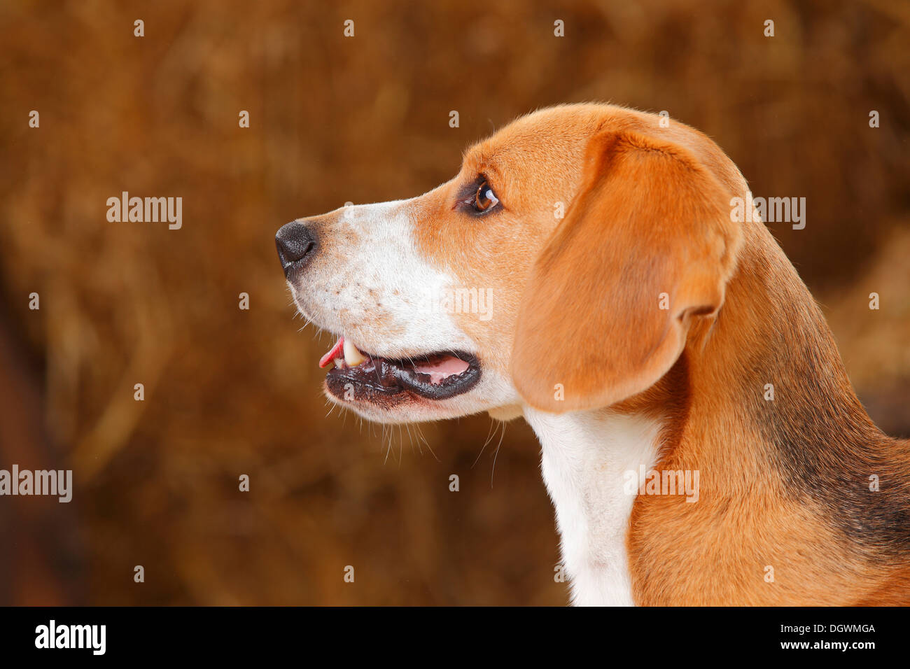 Beagle profile hi-res stock photography and images - Alamy