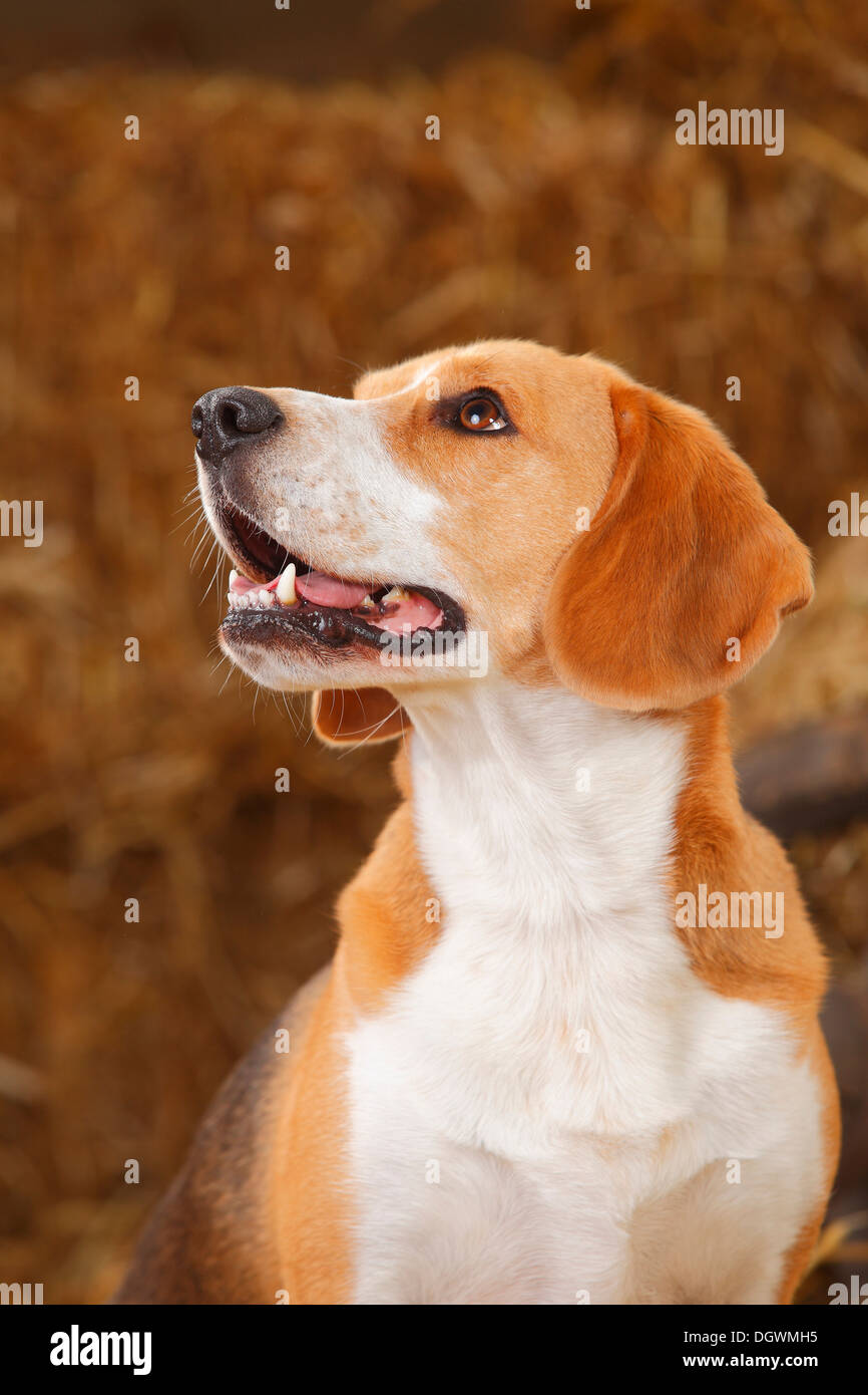 Beagle |Beagle, Ruede Stock Photo - Alamy