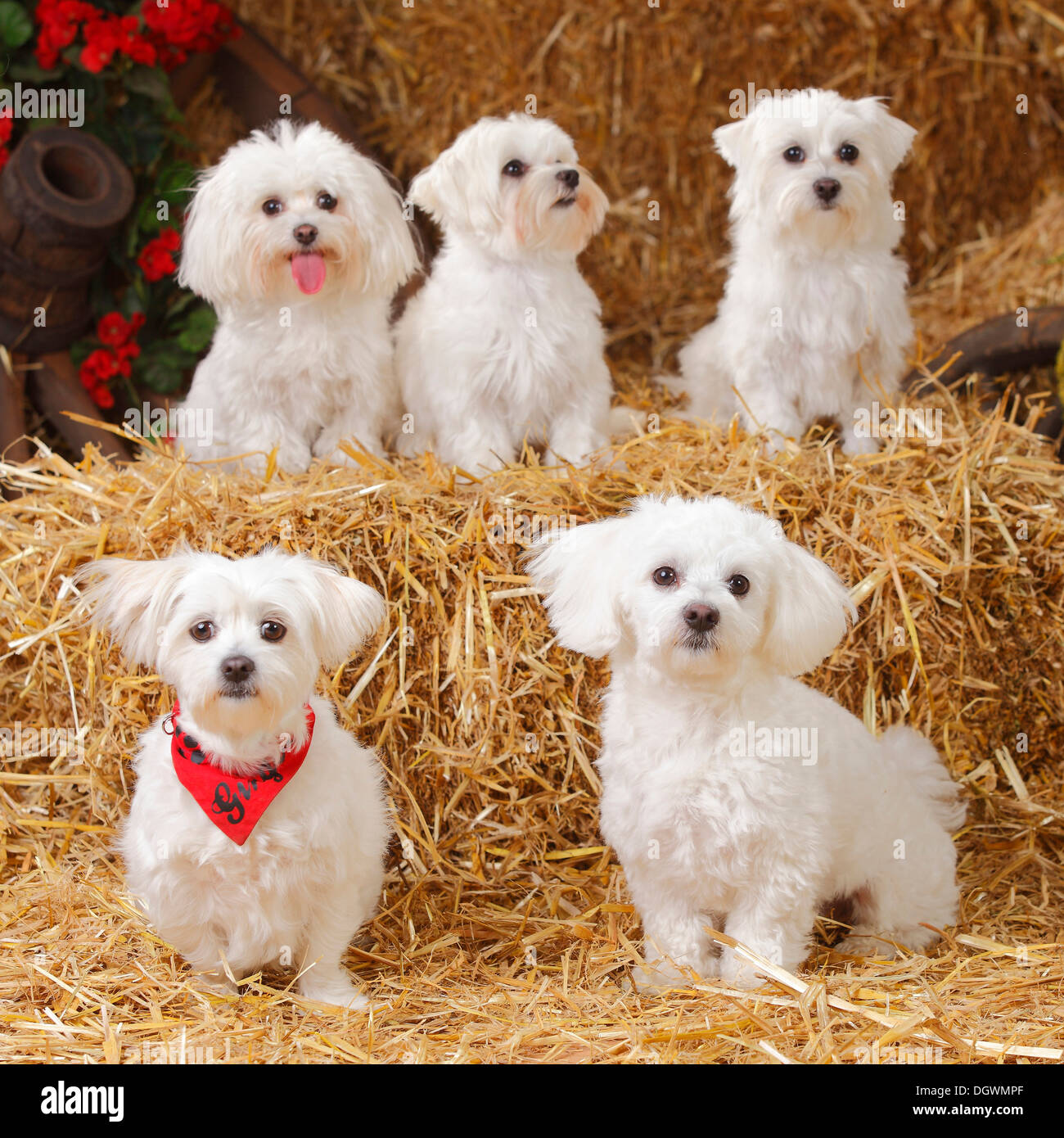Malteses hi-res stock photography and images - Alamy