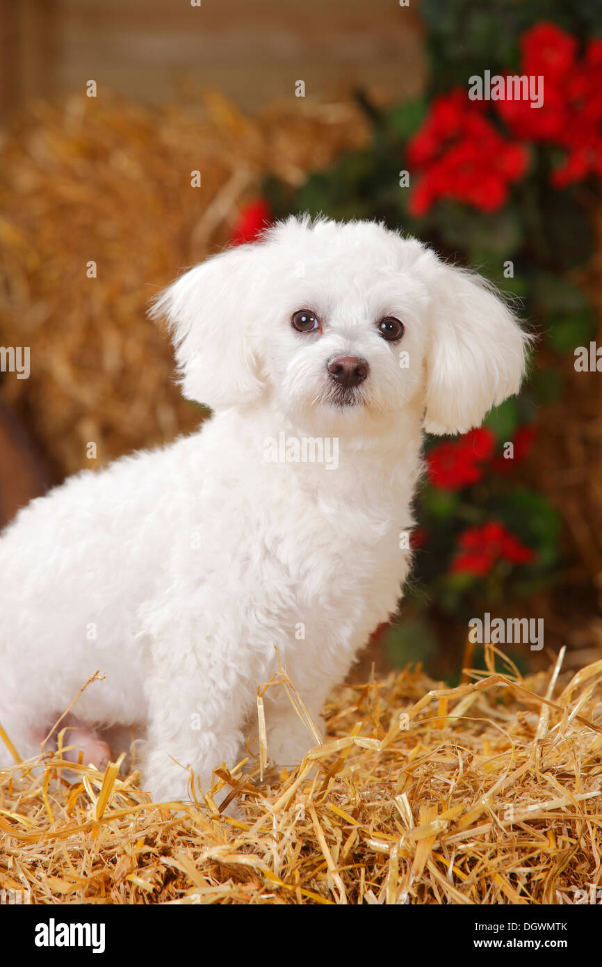 Maltese hi-res stock photography and images - Alamy