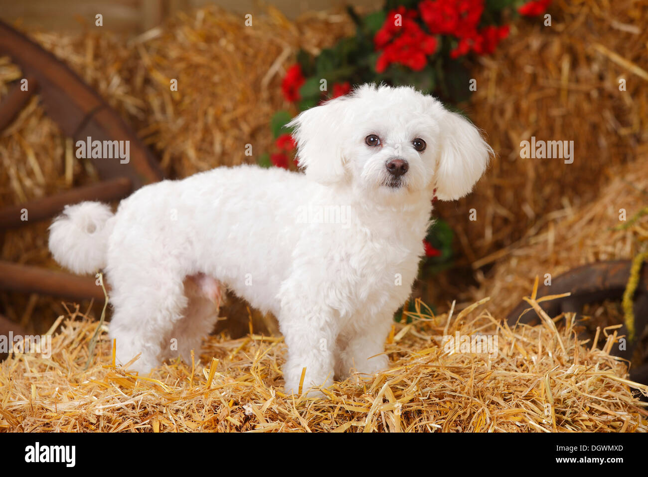 Maltese images hi-res stock photography and images - Alamy